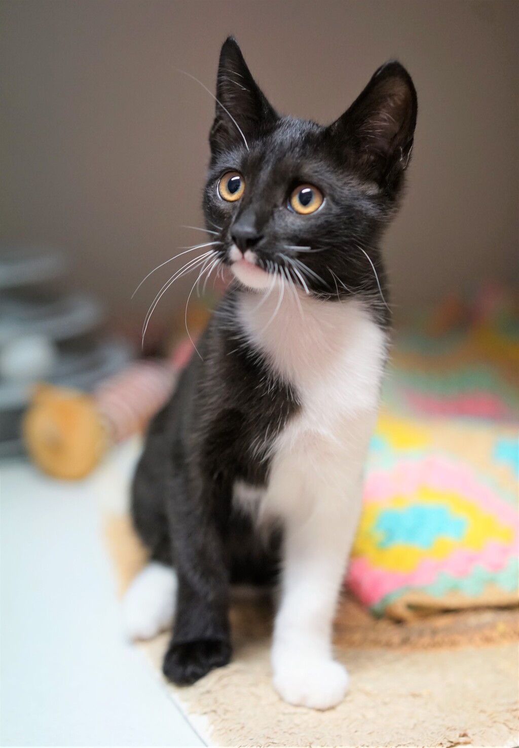 Smooch - Female Domestic Short Hair Mix Cat in QLD - PetRescue