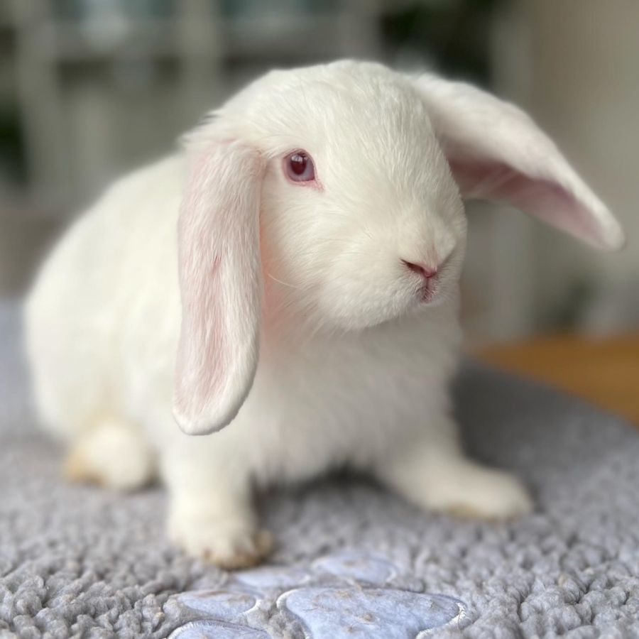 Pearl Skye - Female Mini Lop Rabbit in VIC - PetRescue