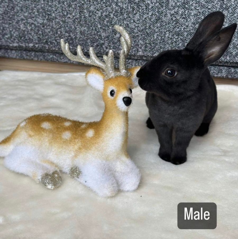 Spike - Male Mini Rex Rabbit in VIC - PetRescue