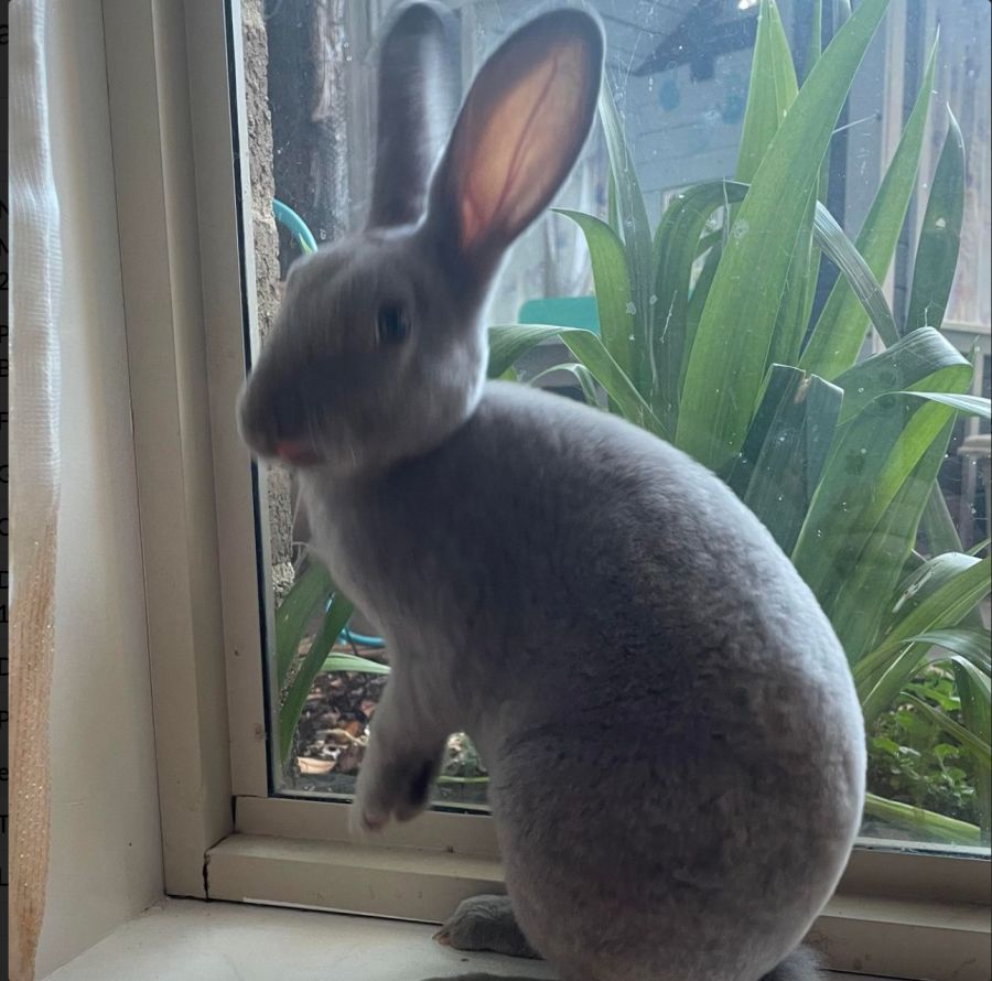 Petrie - Male Mini Rex Rabbit in VIC - PetRescue
