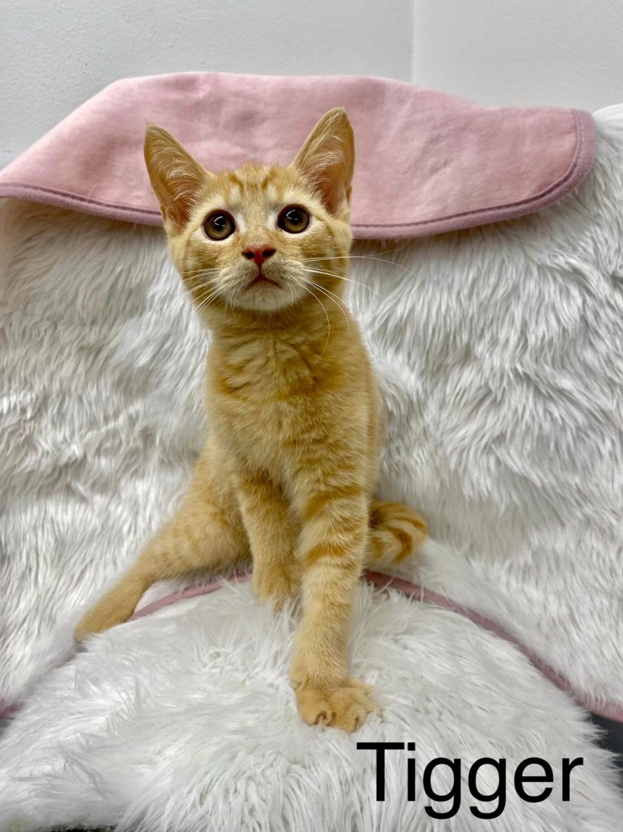 Tigger - Male Domestic Short Hair Cat in QLD - PetRescue