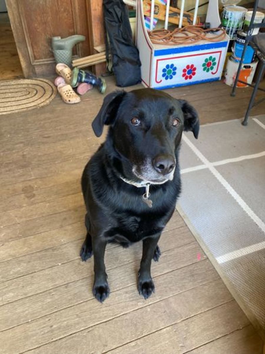 Jax - Medium Male Labrador Dog in NSW - PetRescue