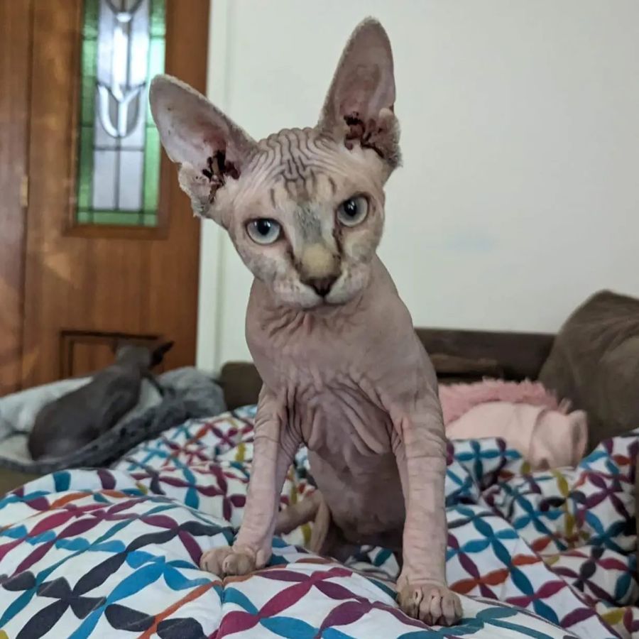 Kimba - Female Sphynx Cat in VIC - PetRescue