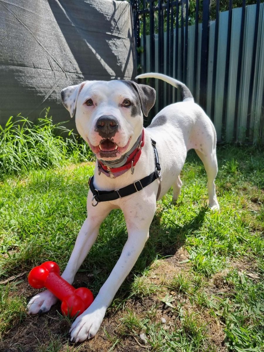 Zan - Medium Male American Staffordshire Terrier Mix Dog in NSW - PetRescue