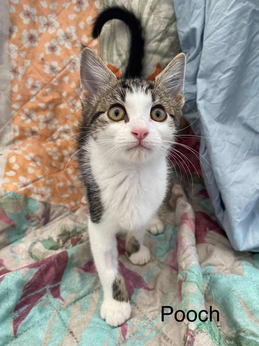 Wag, pooch or Bark - Male Domestic Short Hair Cat in VIC - PetRescue