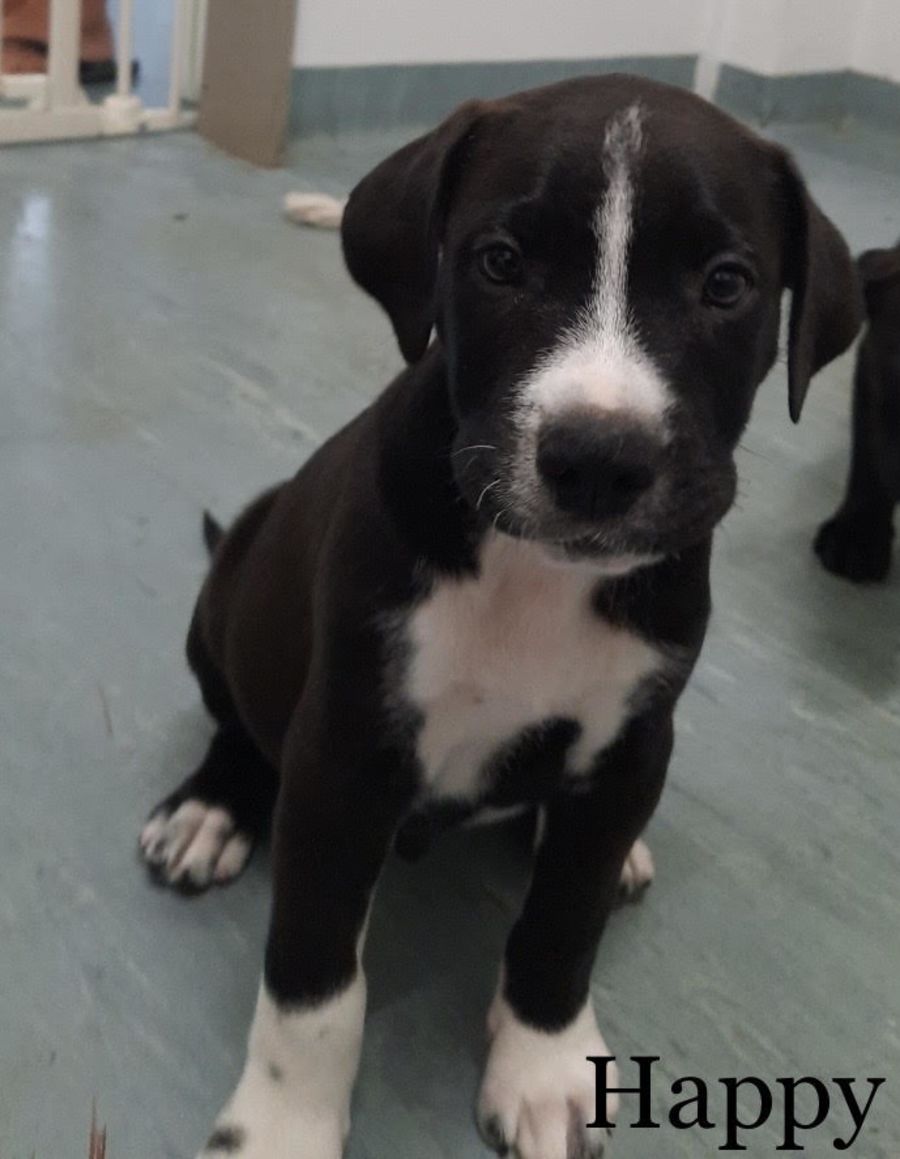 Happy - Large Male Staffy x Bull Arab Mix Dog in QLD - PetRescue