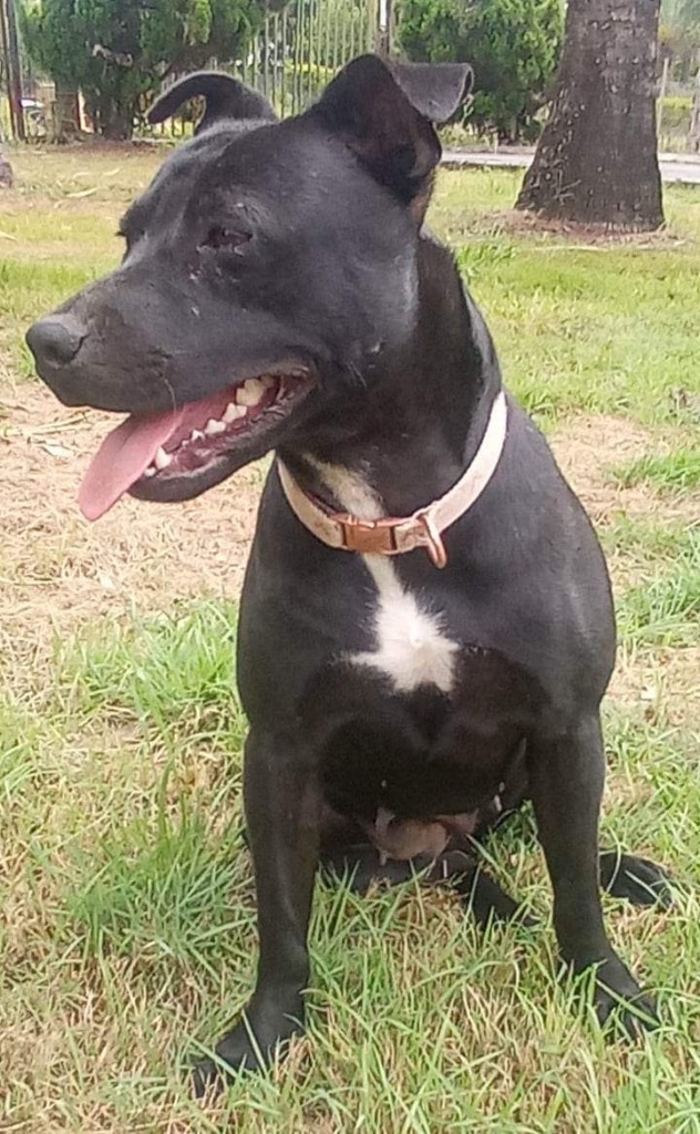 Kahlua - Medium Female Staffordshire Bull Terrier Mix Dog in QLD ...