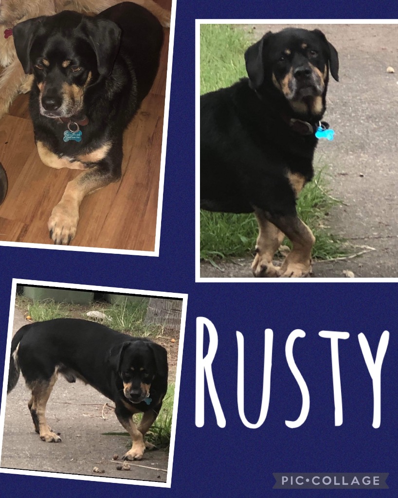 Rusty - Medium Male Rottweiler x Mixed Breed Mix Dog in QLD - PetRescue