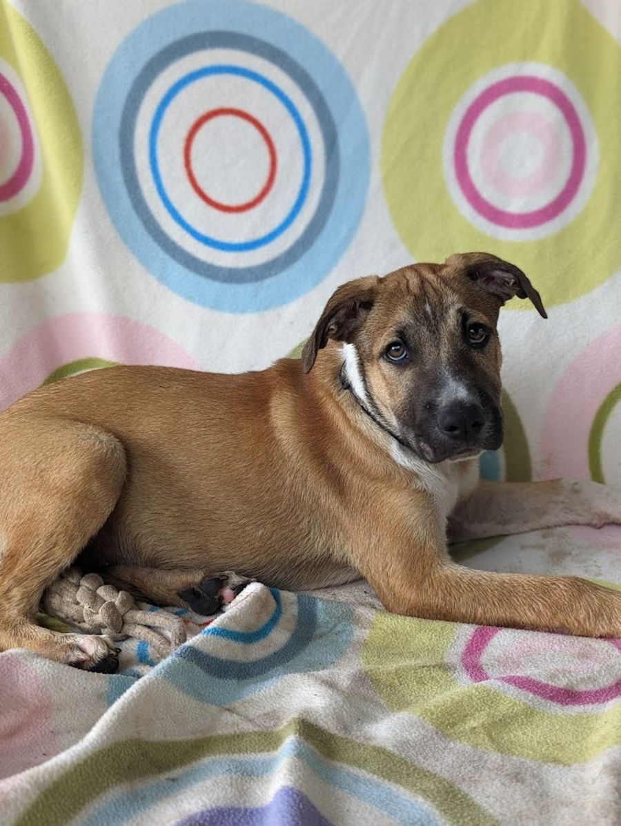 Lance - Large Male Amstaff Mix Dog in QLD - PetRescue