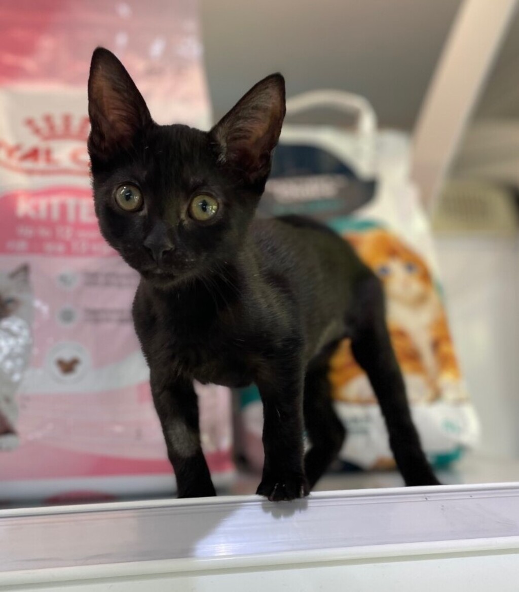 Odette - Female Domestic Short Hair Mix Cat in QLD - PetRescue