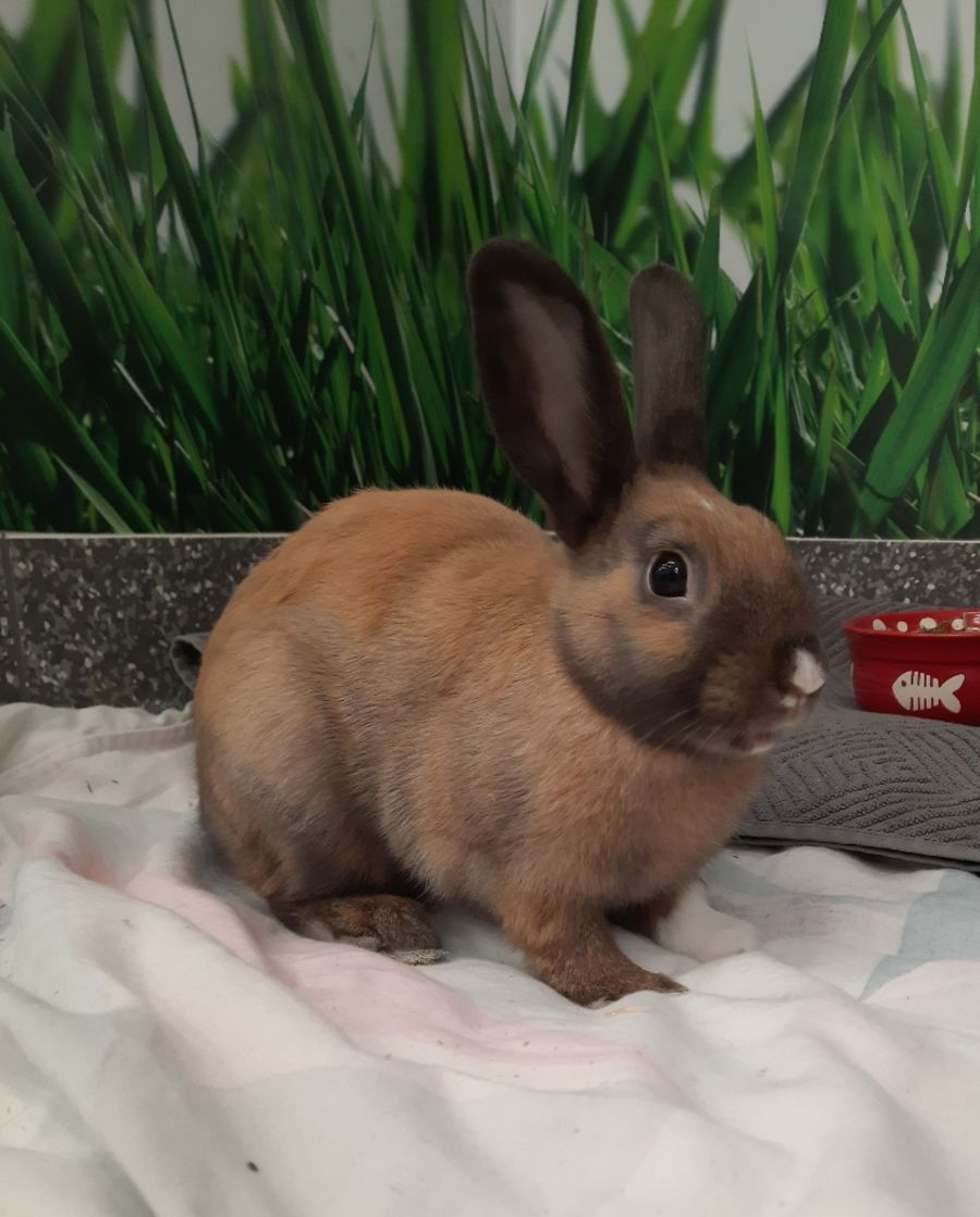 Tessa - Female Dwarf Rabbit in VIC - PetRescue