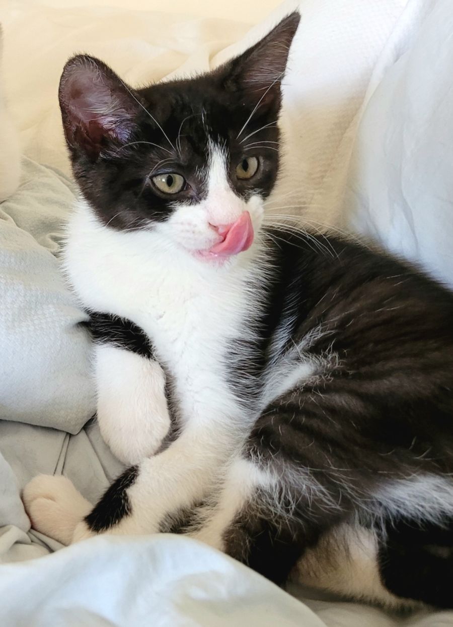 Mallee - Male Domestic Short Hair Cat in NSW - PetRescue