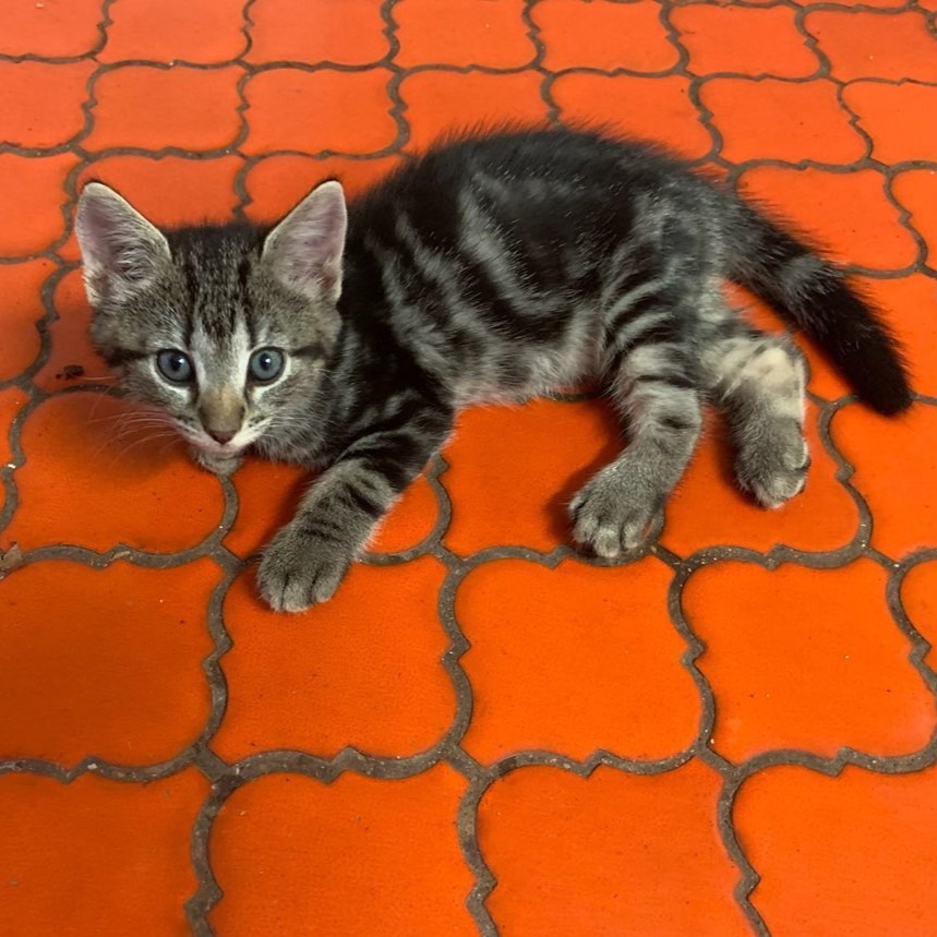 Junebug - Female Domestic Short Hair Cat in WA - PetRescue