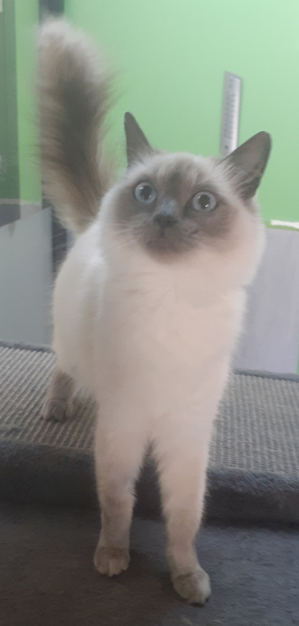 Purple - Female Ragdoll Mix Cat in VIC - PetRescue