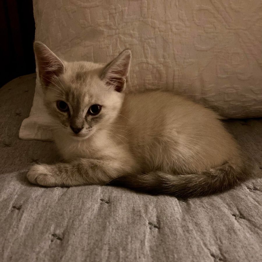 Nila - Female Ragdoll Mix Cat in QLD - PetRescue