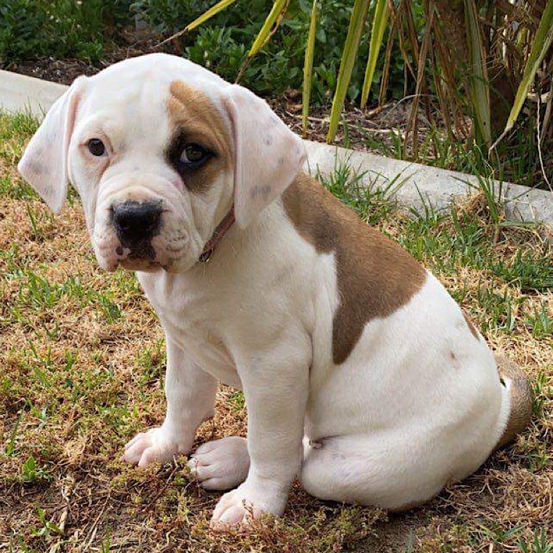 Dolly - Medium Female American Bulldog x Mixed Breed Mix Dog in WA ...