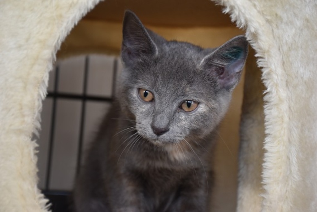 Meredith Grey - Female Domestic Medium Hair Mix Cat in VIC - PetRescue