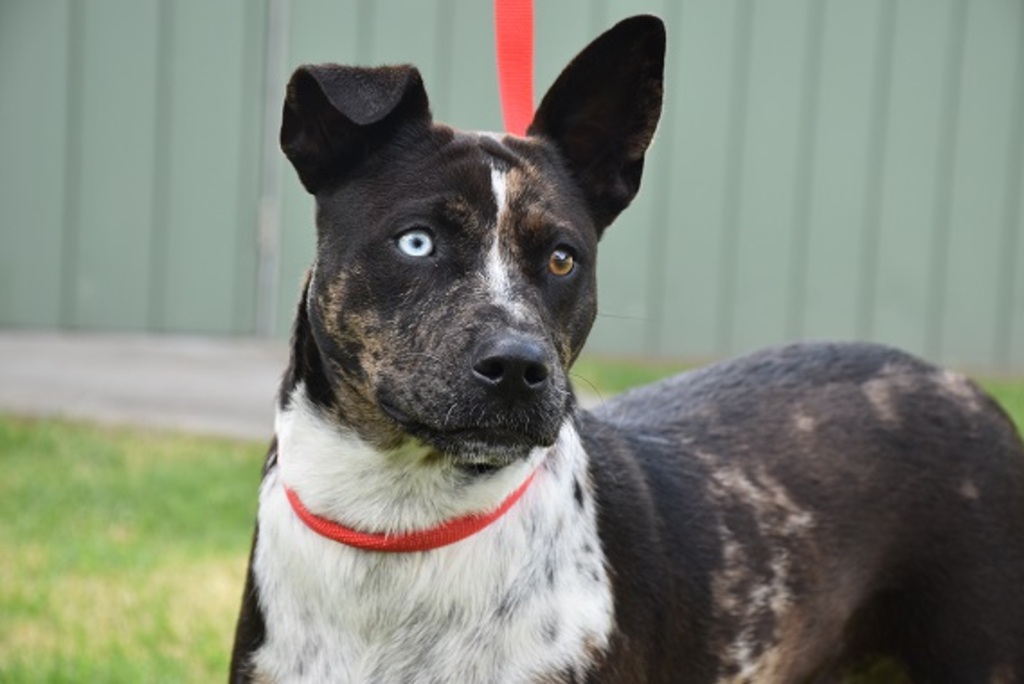 Abby - Medium Female Border Collie x Australian Koolie Mix Dog in VIC ...
