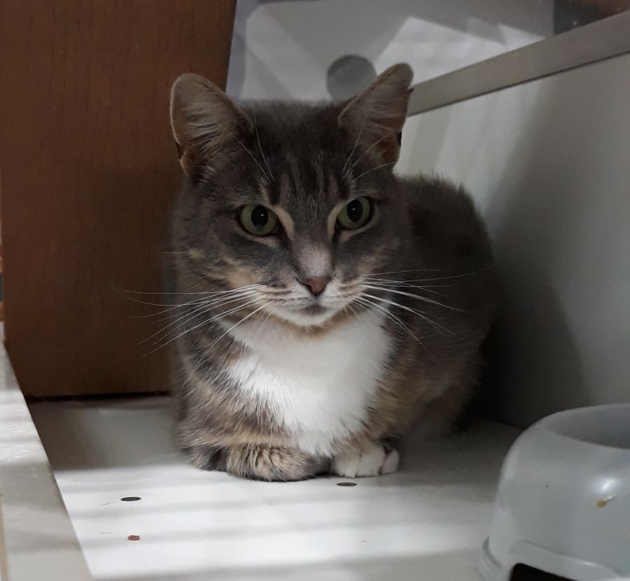 Gretta - Female Domestic Short Hair Cat in VIC - PetRescue