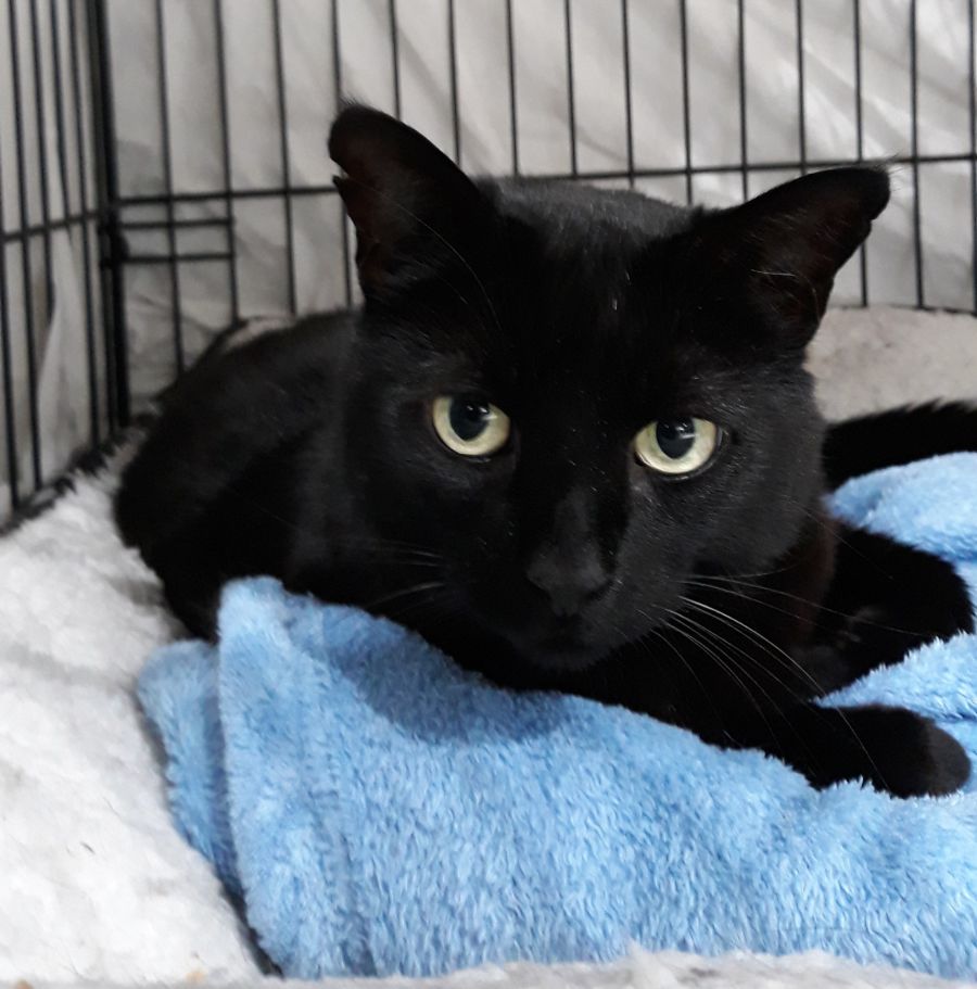 Paloma - Female Domestic Short Hair Cat in VIC - PetRescue