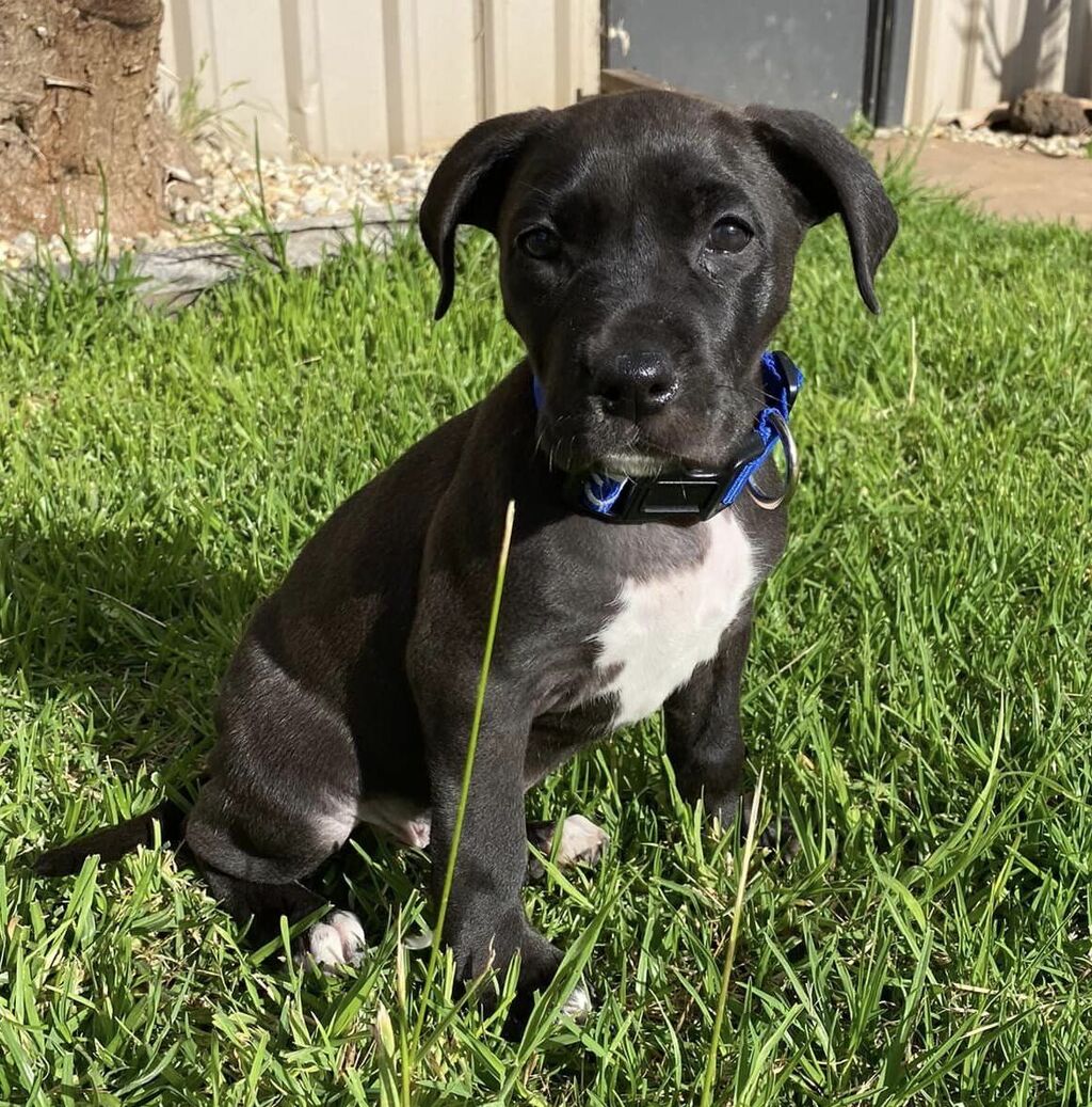 Calypso - Large Female American Bulldog x Rhodesian Ridgeback Mix Dog ...
