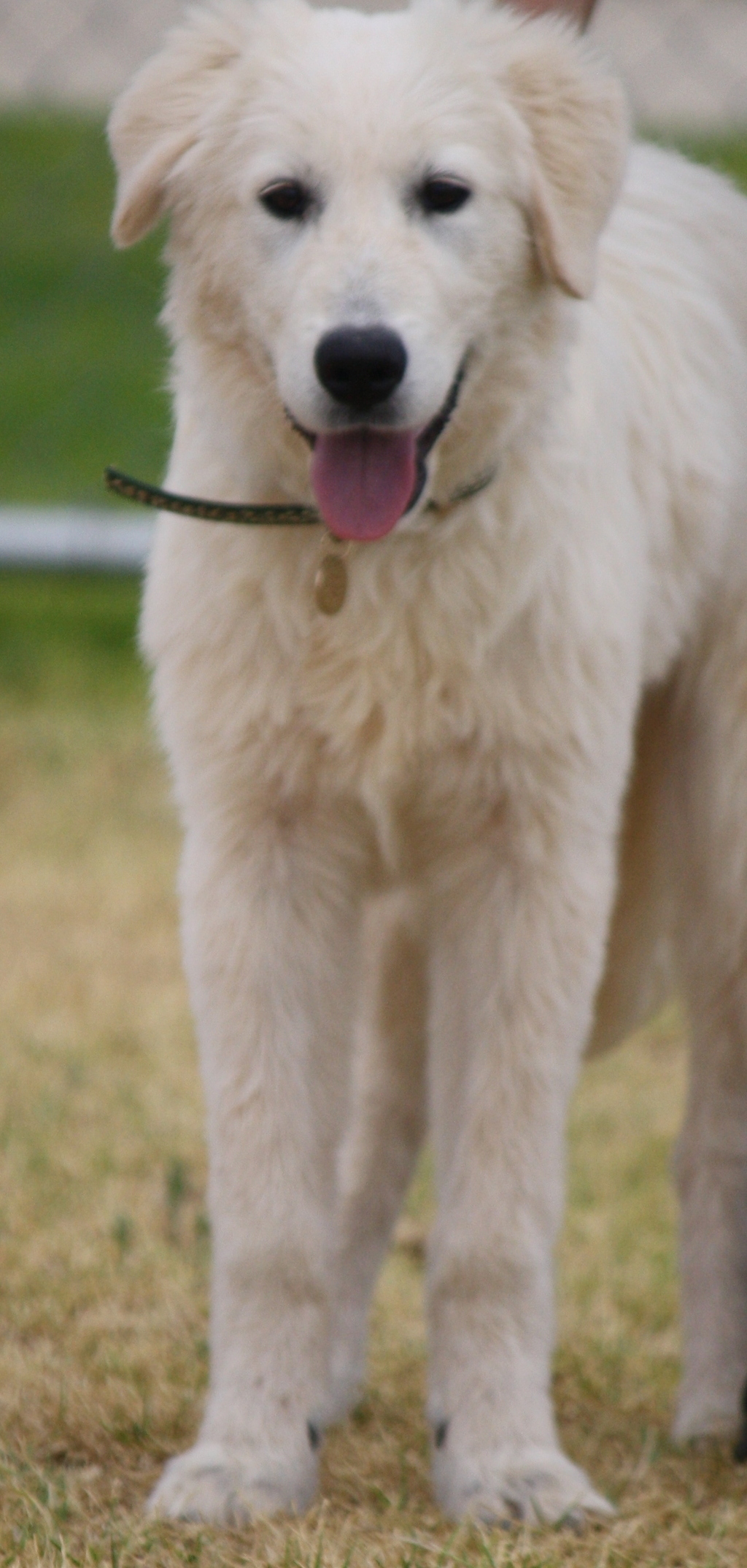 Goodi - Medium Female Maremma Sheepdog Mix Dog in QLD - PetRescue