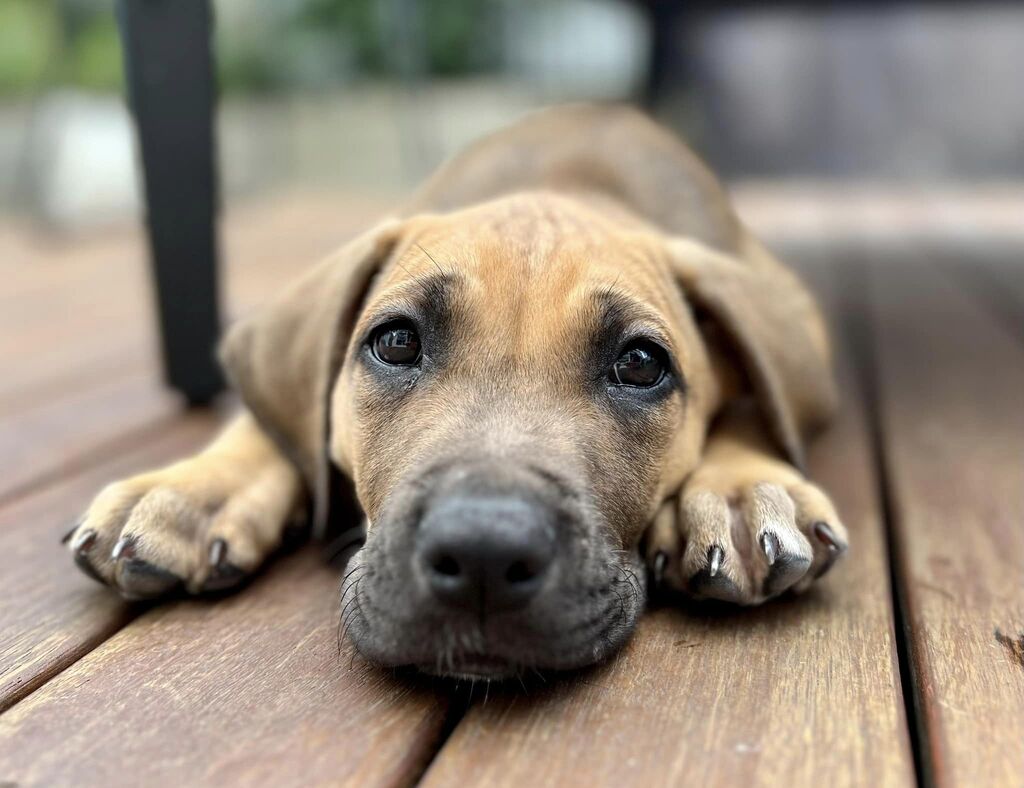 Thor - Large Male American Bulldog x Rhodesian Ridgeback Mix Dog in VIC ...