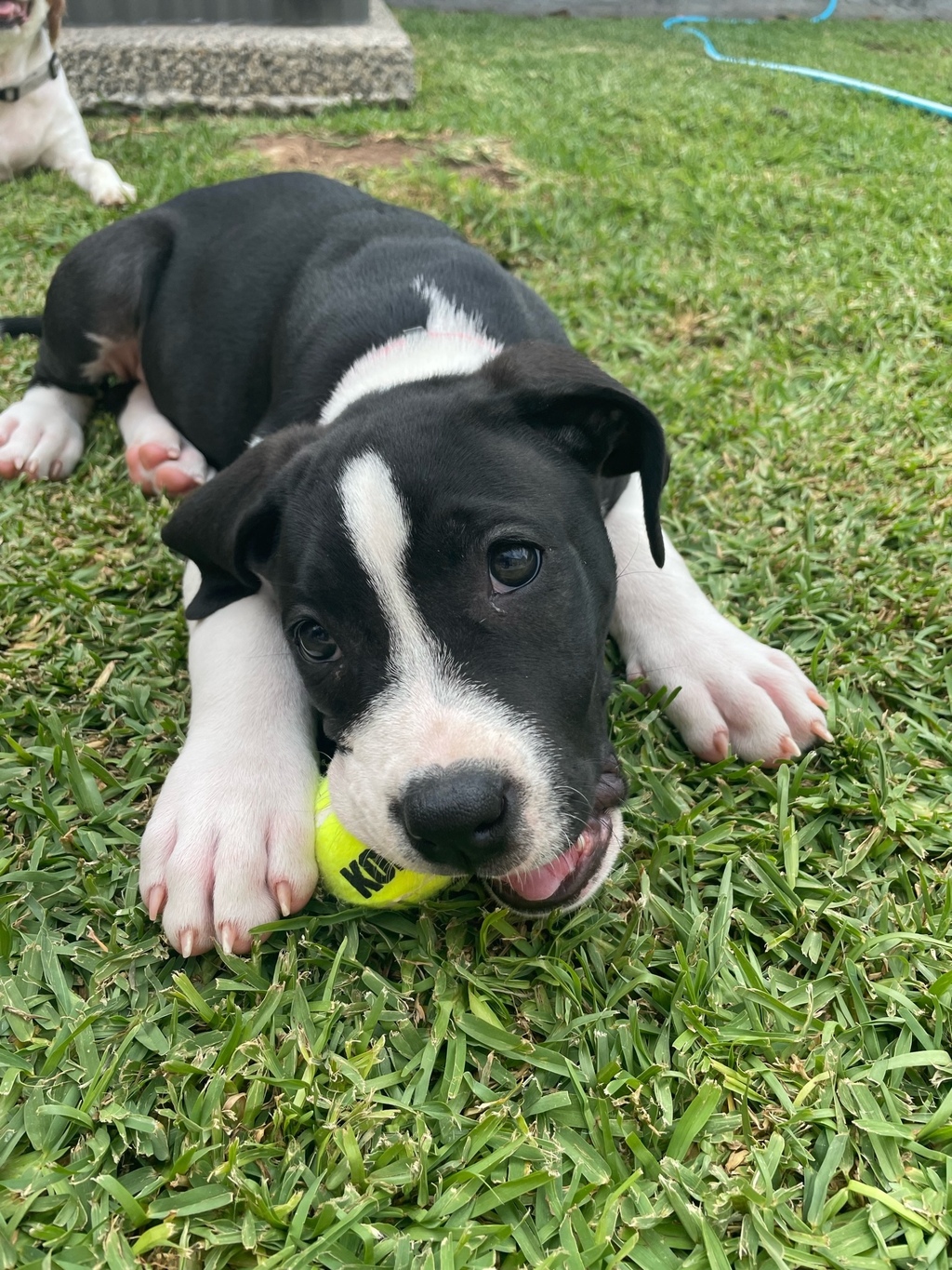 Freya - Large Female American Bulldog x Rhodesian Ridgeback Mix Dog in ...