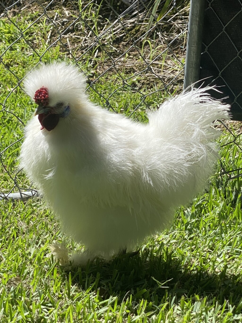 Nugget - Male Rooster Chinese Silky Mix Fowl in QLD - PetRescue