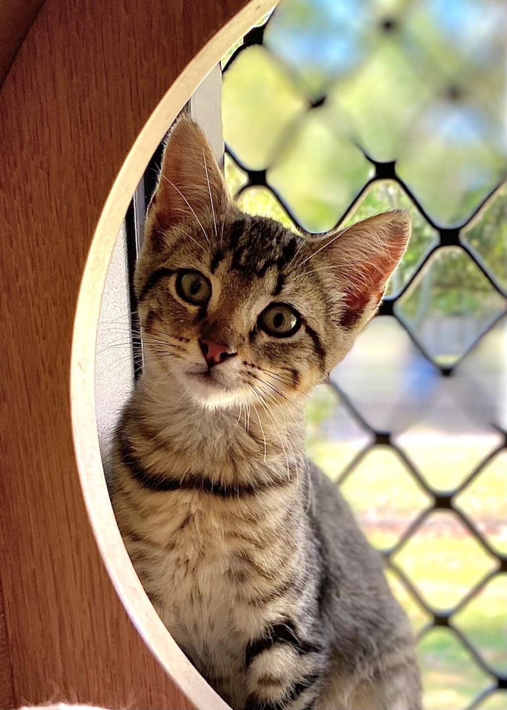 Errol - Male Domestic Short Hair Mix Cat in QLD - PetRescue