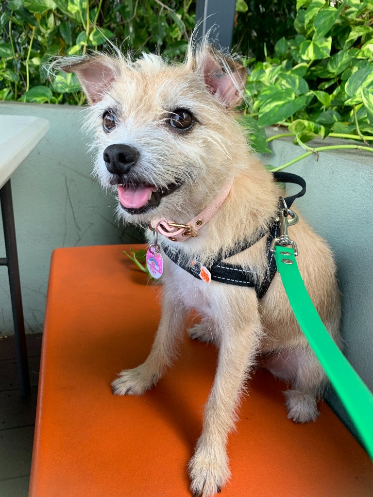 Tilly - Small Female Terrier Dog in NT - PetRescue