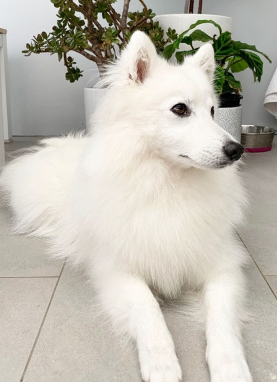 Mika - Medium Female Spitz Dog in NSW - PetRescue