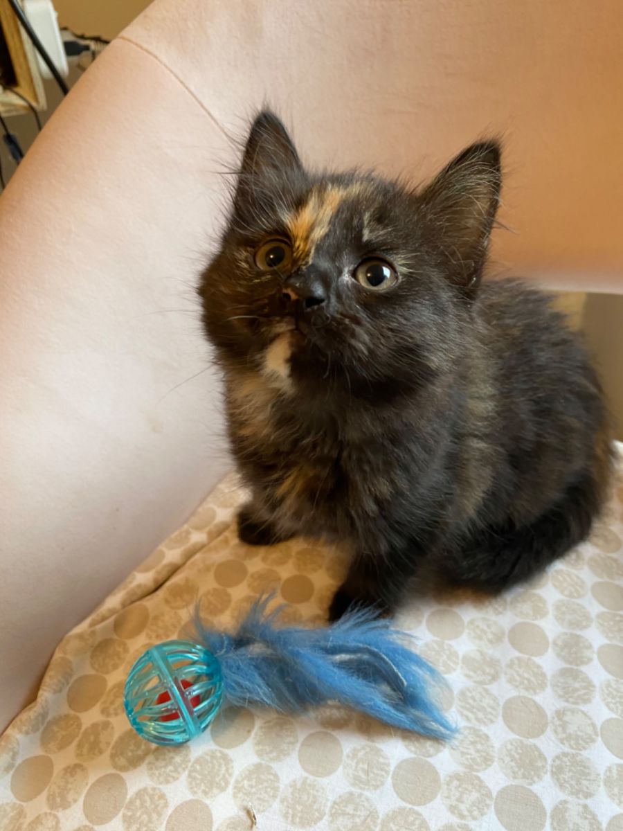 Belle - Female Persian Mix Cat in VIC - PetRescue