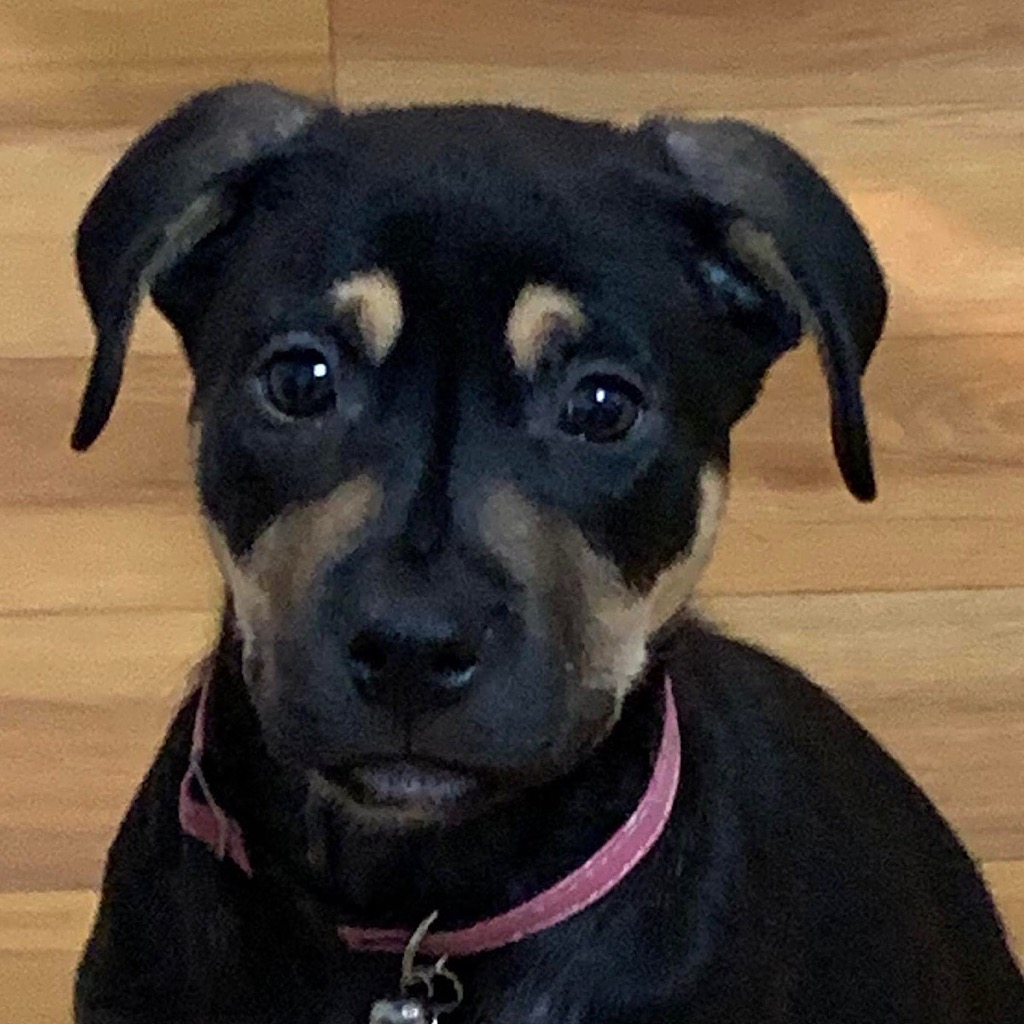 Bonnie - Medium Female Labrador x Rottweiler Mix Dog in WA - PetRescue