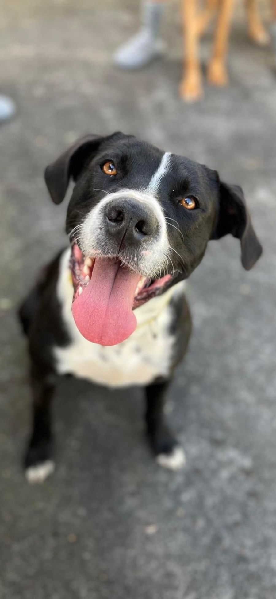 Peeko - Medium Male Labrador Mix Dog in VIC - PetRescue