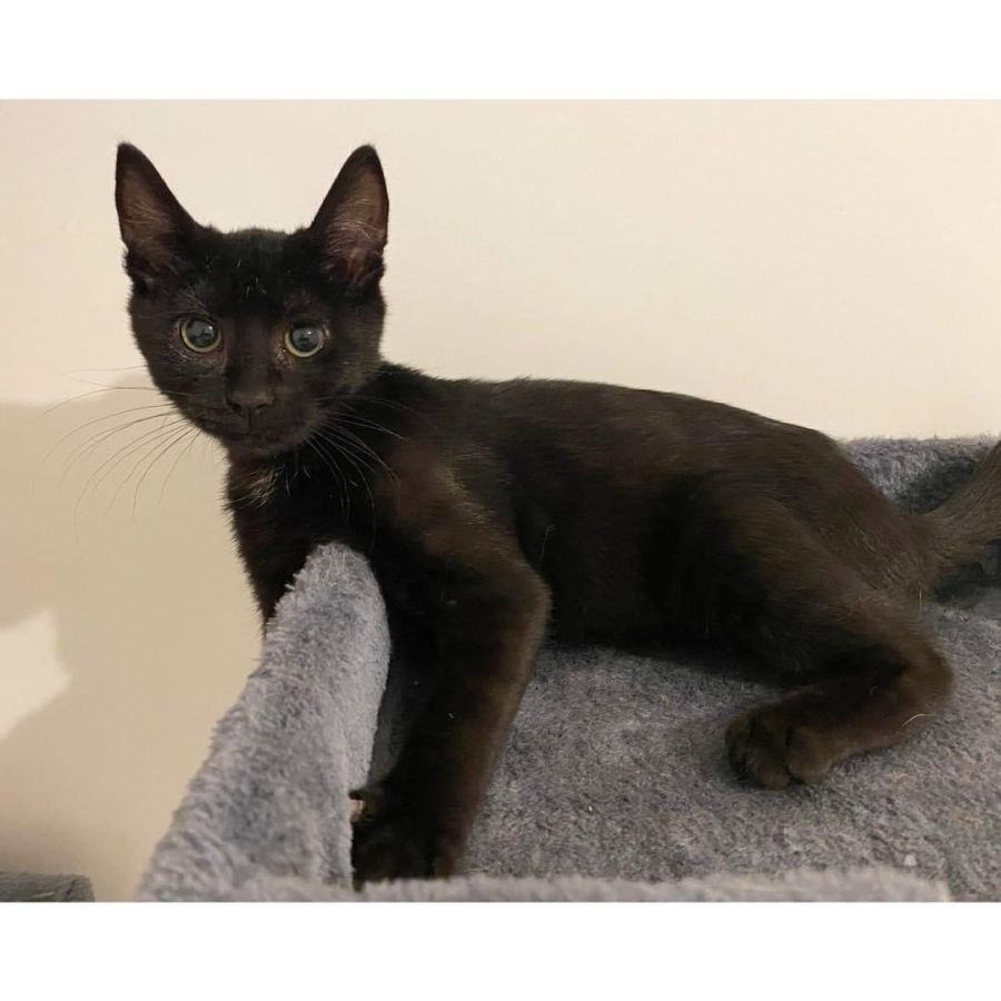 8665 - Soufflé - Female Domestic Short Hair Cat in WA - PetRescue