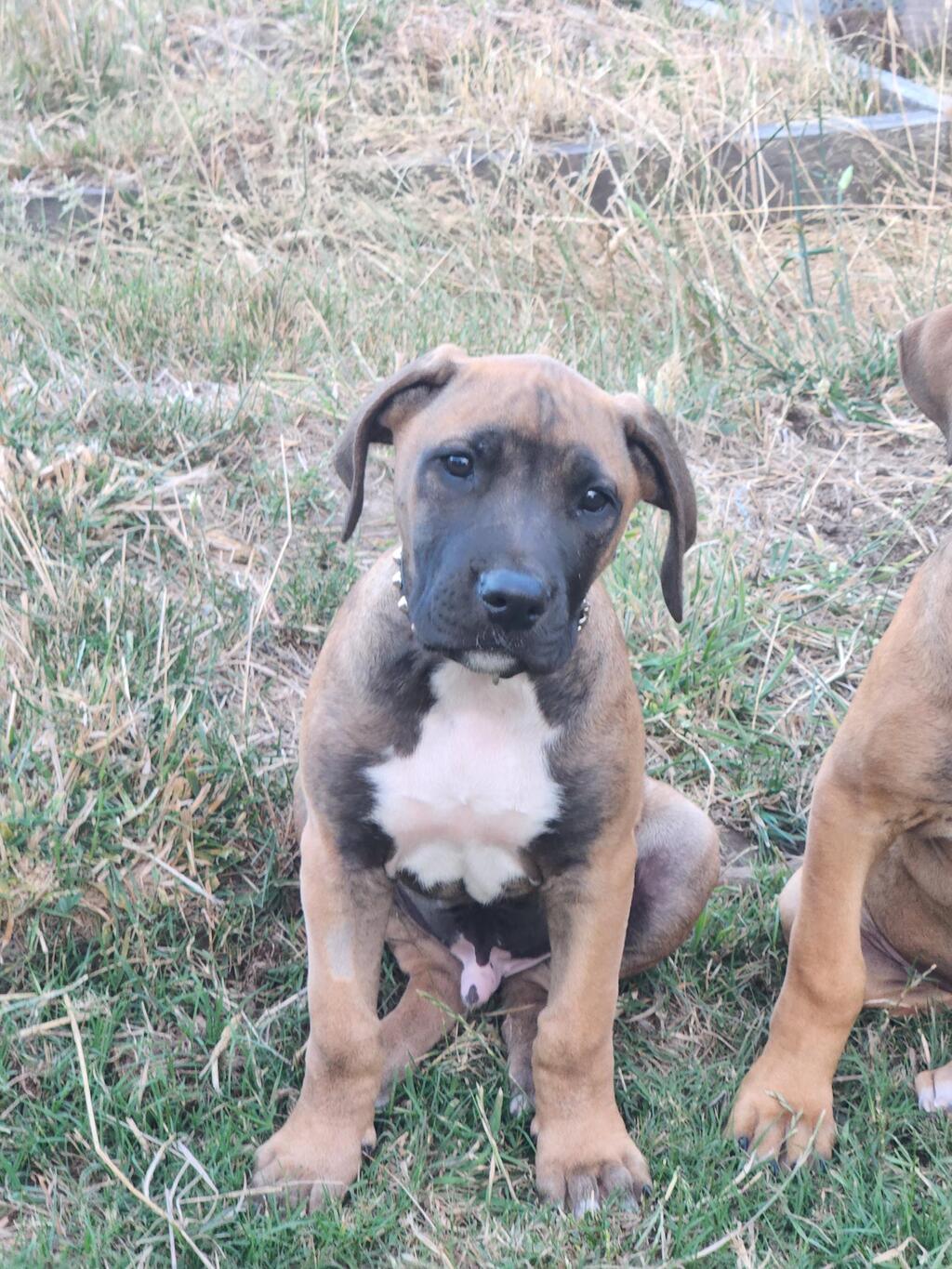 Apollo - Large Male American Bulldog x Rhodesian Ridgeback Mix Dog in ...