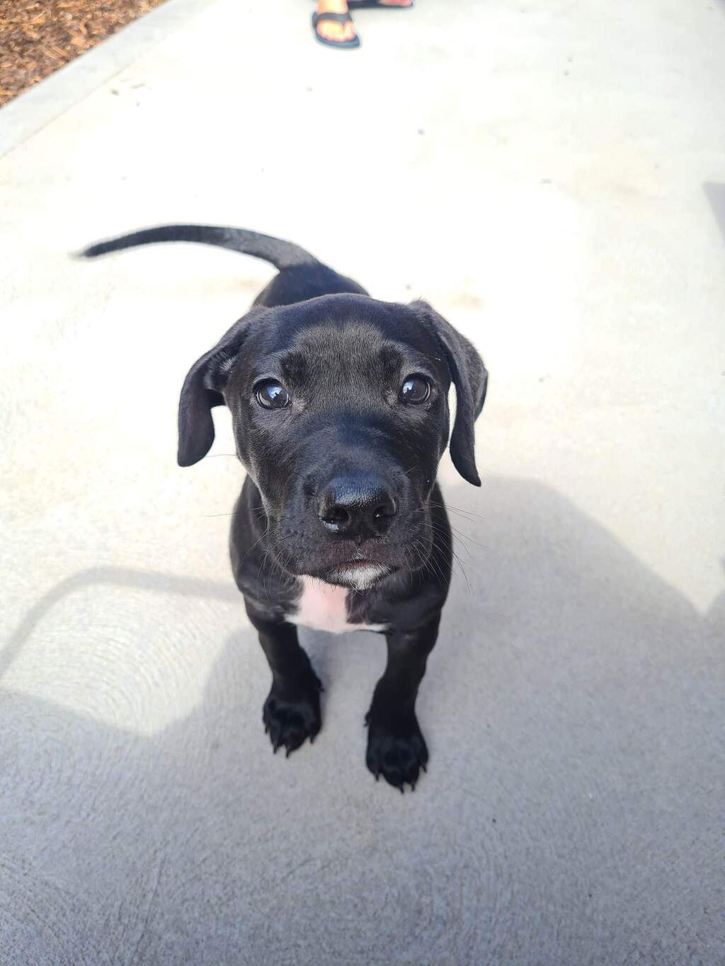 Arlo (was Anubis) - Large Male American Bulldog x Rhodesian Ridgeback ...