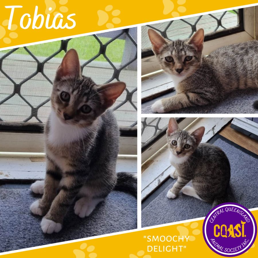 Tobias - Male Domestic Short Hair Cat in QLD - PetRescue
