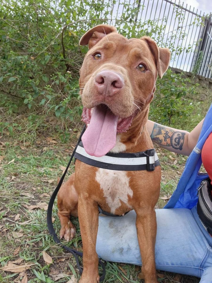 Bolt - Medium Male Staffy Dog in NSW - PetRescue