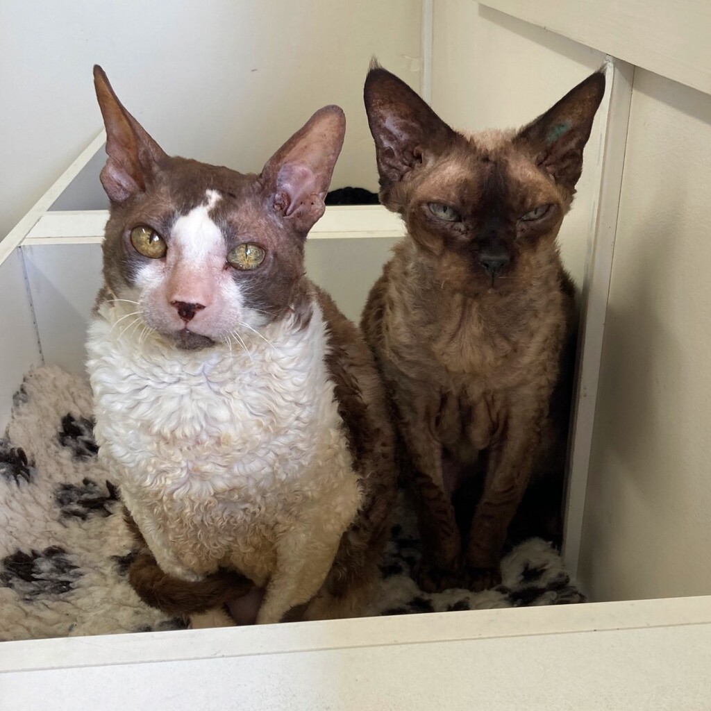 Chico - Female Cornish Rex Mix Cat in VIC - PetRescue