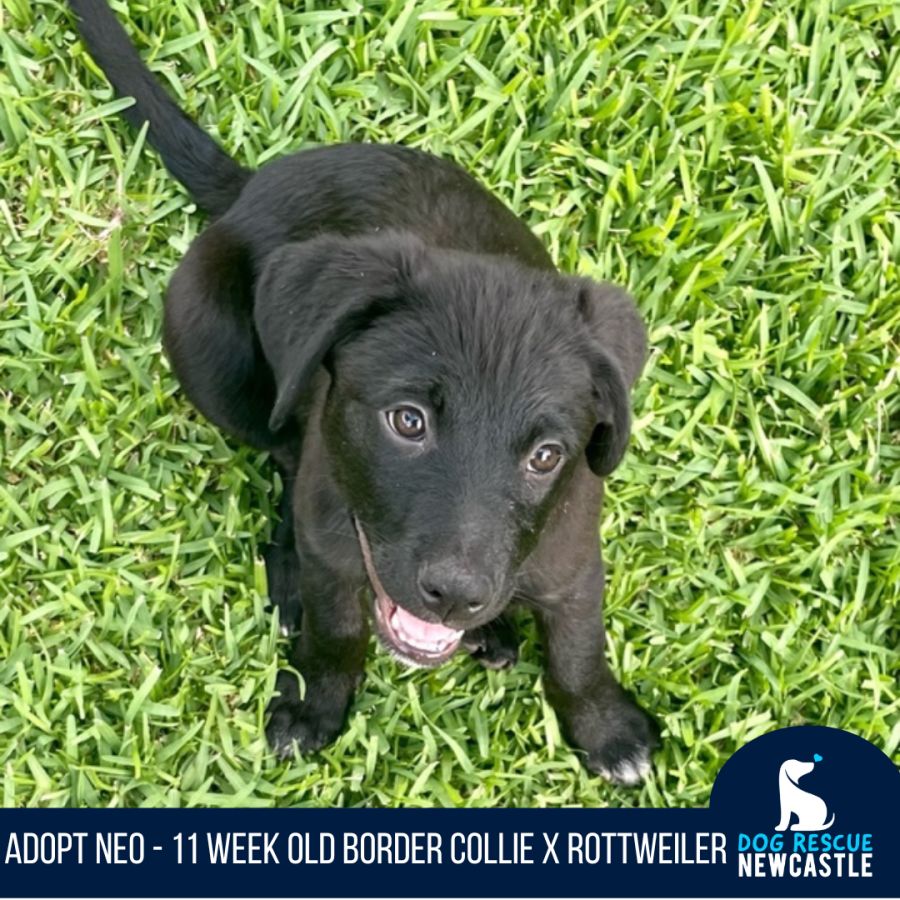 Neo - 11 Week Old Border Collie X (On Trial) - Large Male Border Collie ...