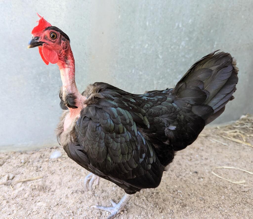 Praturken - Female Chicken Naked Necked Mix Fowl in QLD - PetRescue