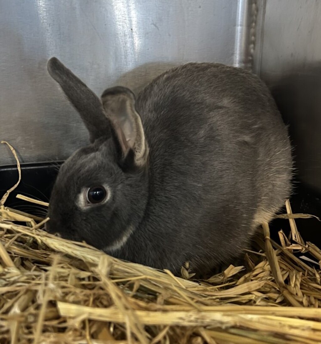 Deer (bonded With Wombat) - Female Netherland Dwarf Mix Rabbit in VIC ...