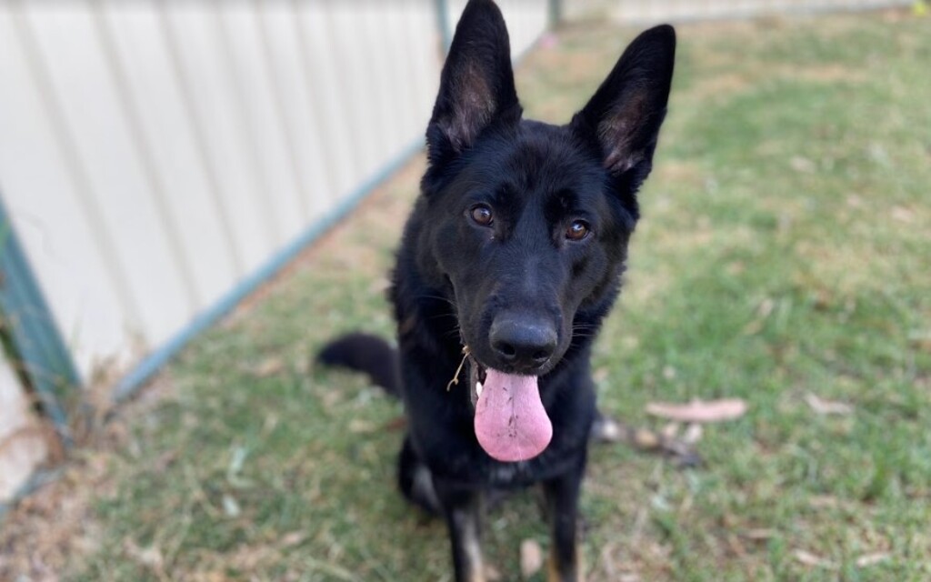 Barbie - Large Female German Shepherd Mix Dog in VIC - PetRescue