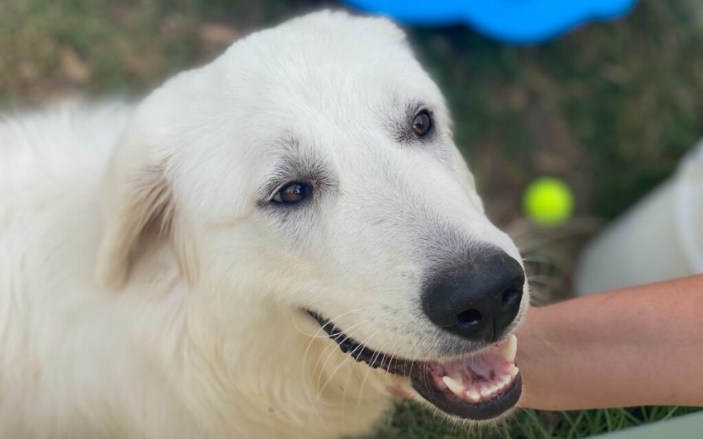 Beau - Large Male Maremma Sheepdog Mix Dog in VIC - PetRescue