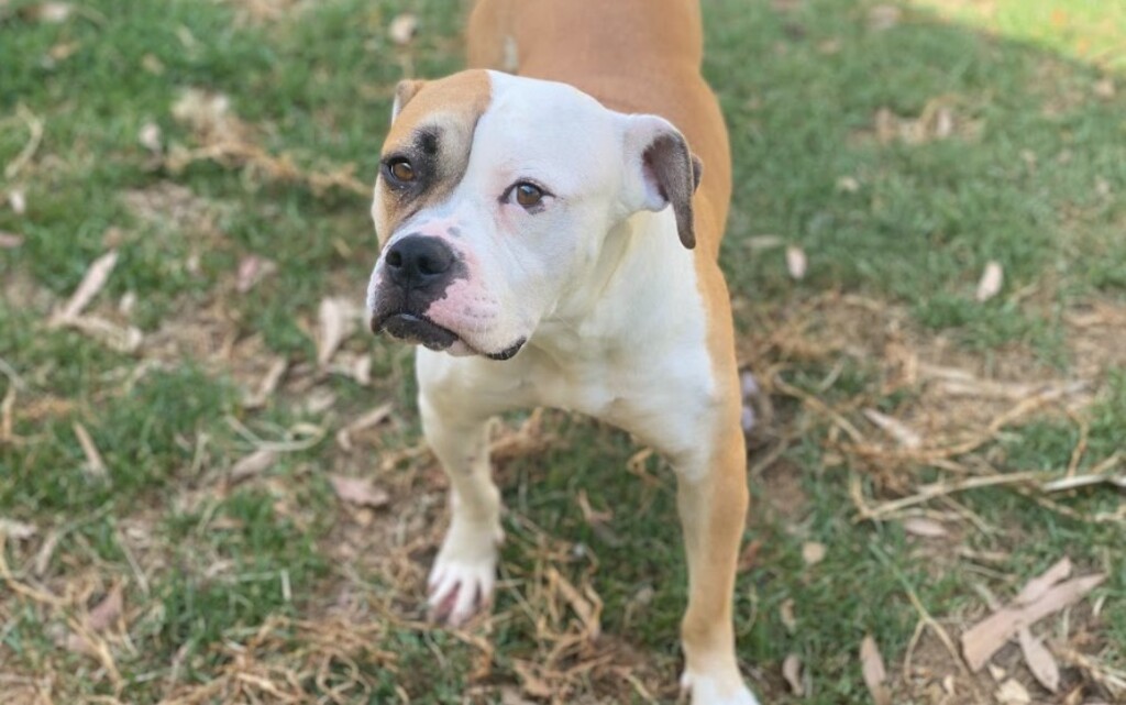 Carol - Medium Female American Staffy Mix Dog in VIC - PetRescue