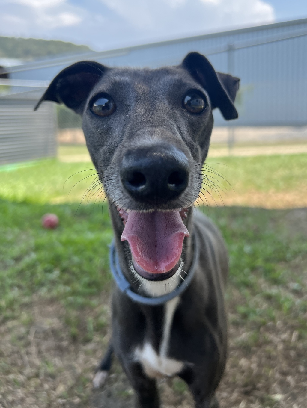 Zippa - Small Female Italian Greyhound Dog in QLD - PetRescue