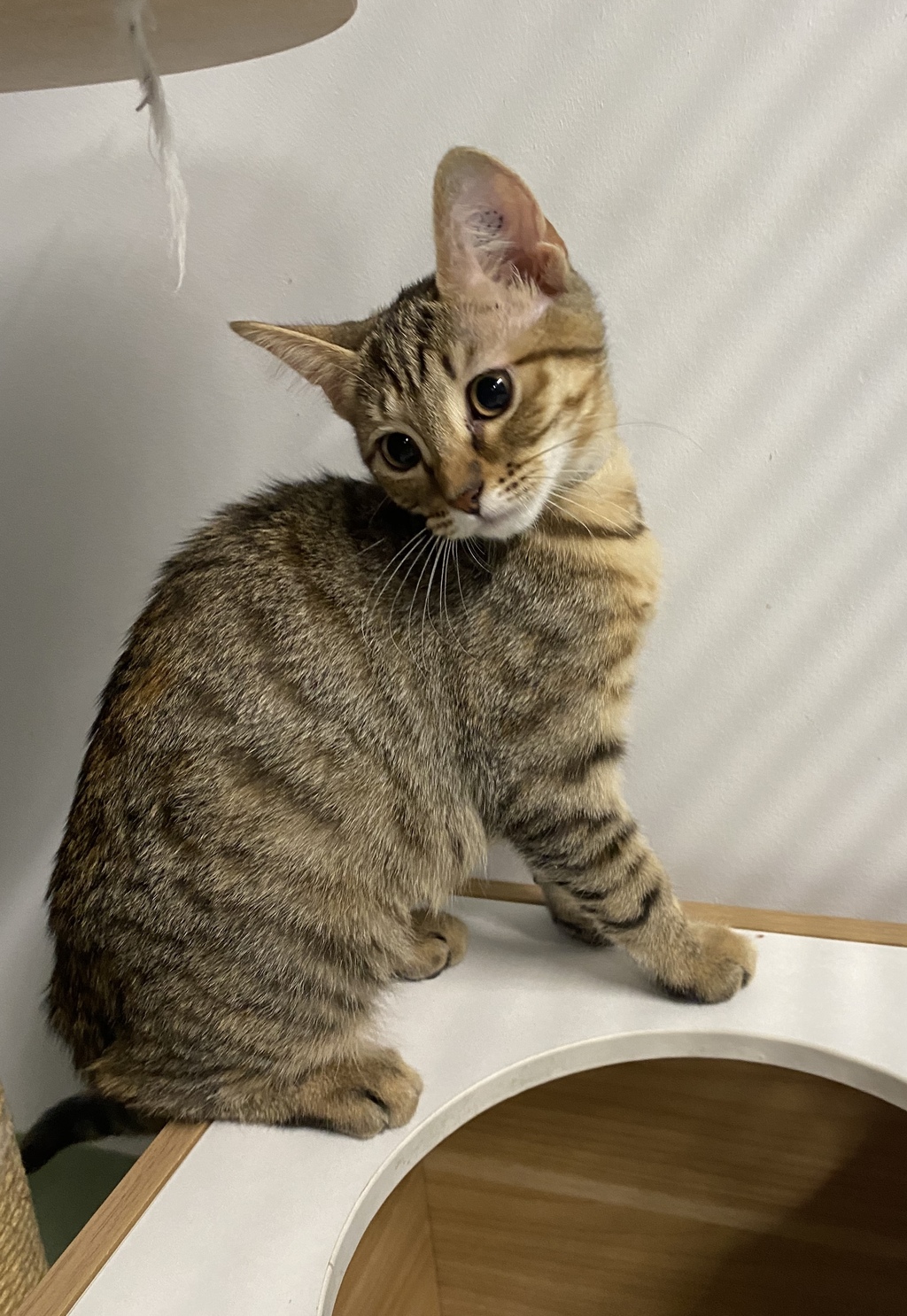 Snickers - Female Domestic Short Hair Mix Cat in QLD - PetRescue