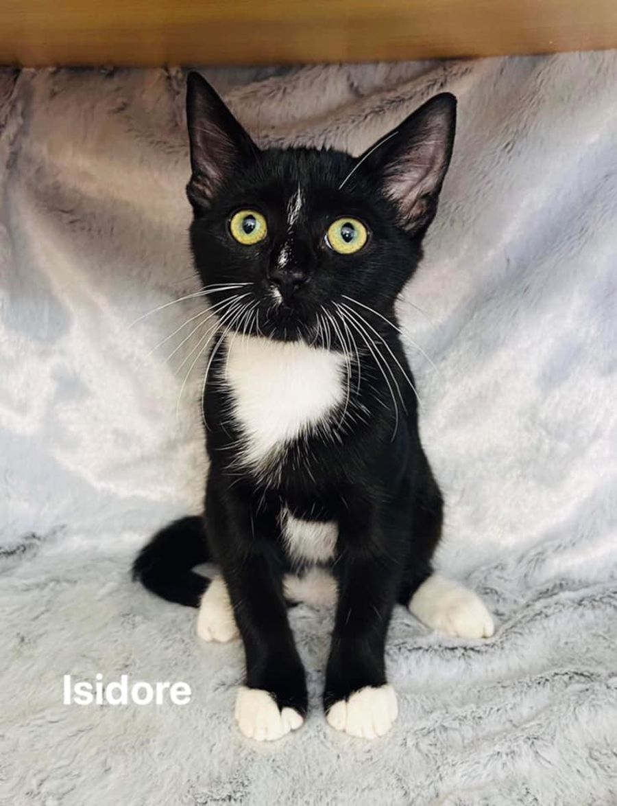 Isidore - Male Domestic Short Hair Cat in QLD - PetRescue